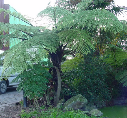 Cyathea medullaris (Mamaku. Black tree fern) - Fronds New Zealand ...