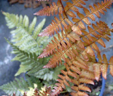 Dryopteris erythrosora - Japanese Buckler fern - Fronds New Zealand ...