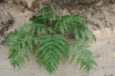 Todea barbara - Fronds New Zealand, suppliers of native New Zealand ...