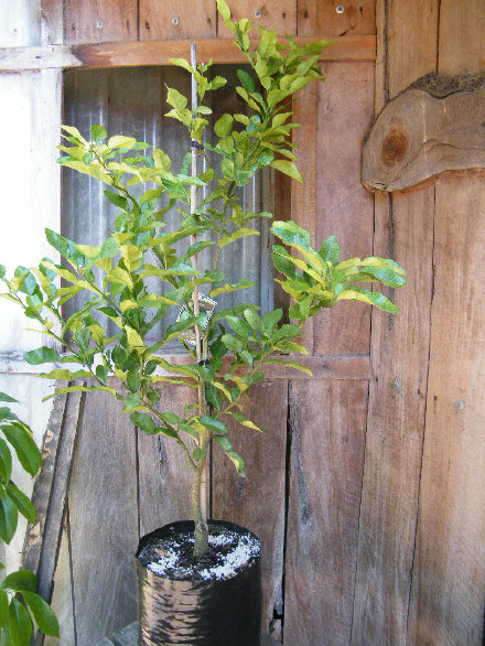 Kaffir Lime or Makrud Lime - Fronds New Zealand, suppliers of native ...