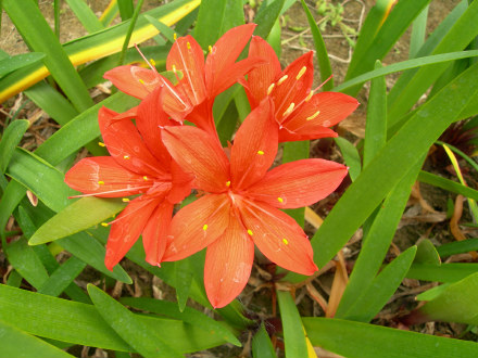 Opal Lilly - Fronds New Zealand, suppliers of native New Zealand ferns ...