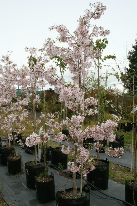 Prunus yedoensis Awanui - Fronds New Zealand, suppliers of native New ...