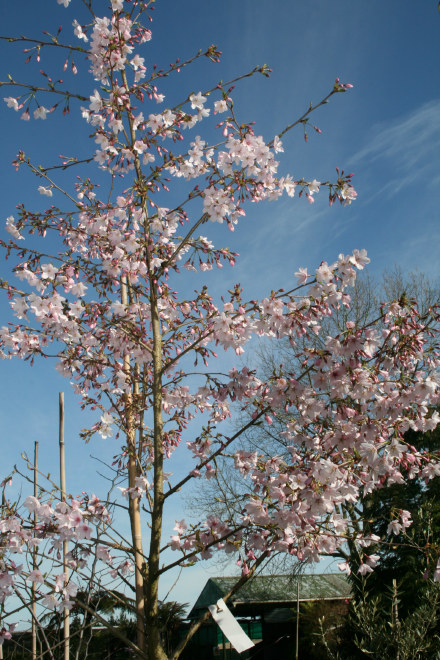 Prunus yedoensis Awanui - Fronds New Zealand, suppliers of native New ...