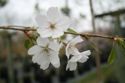Prunus Mountain Ice - Fronds New Zealand, suppliers of native New ...