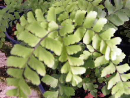 Adiantum cunninghamii - Fronds New Zealand, suppliers of native New ...